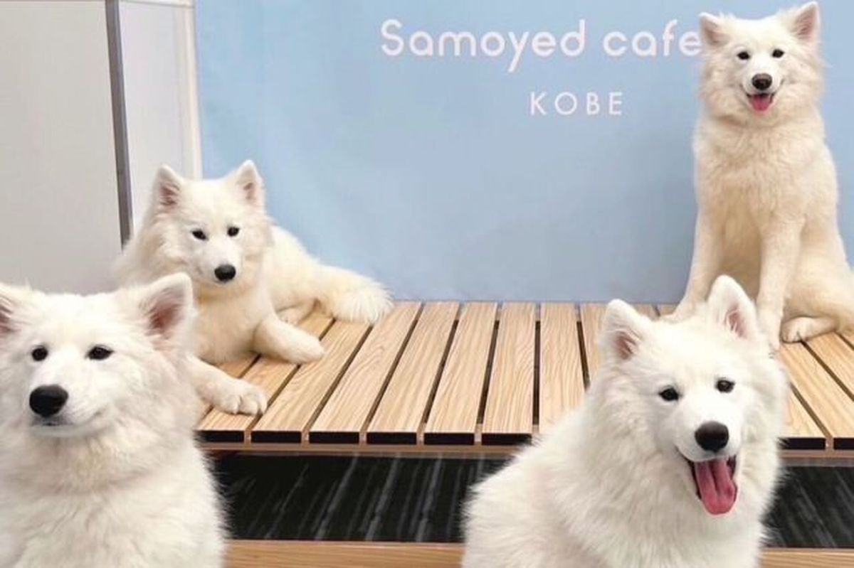 Samoyed Cafe Al Kobe - ការណែនាំពហតមាន - TableCheck
